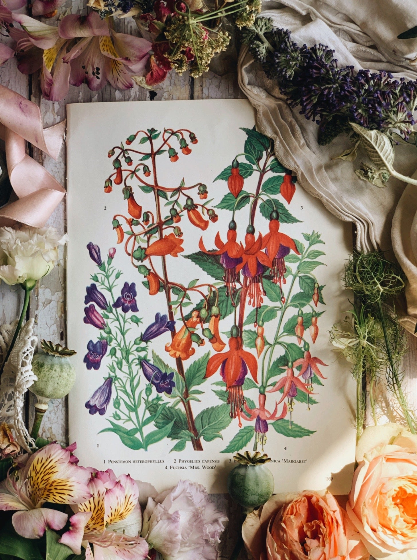Vintage 1960’s Garden Flower Bookplate ~ Fuchsia Flower – Stone & Sage